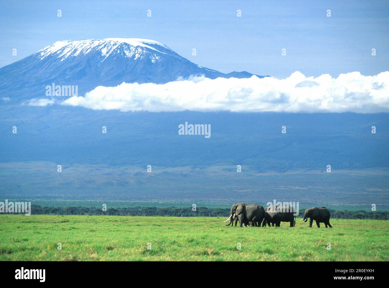Elephants in front of Mount Kilimandjaro, Amboseli National Park, Kenya ...
