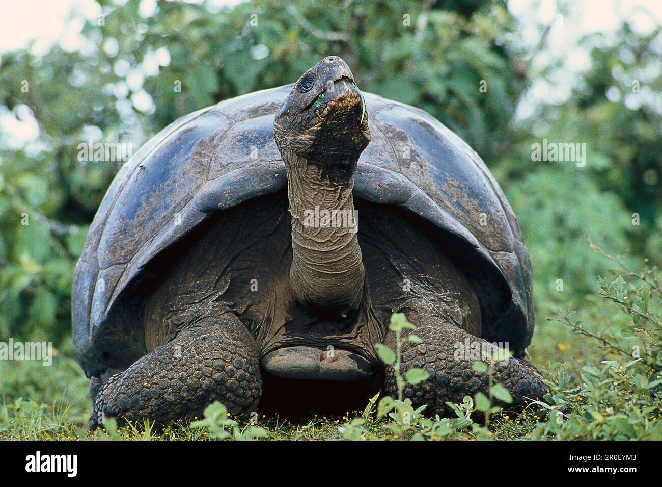 Galápagos giant tortoise, Testudo elephantopus, Galapagos Islands ...