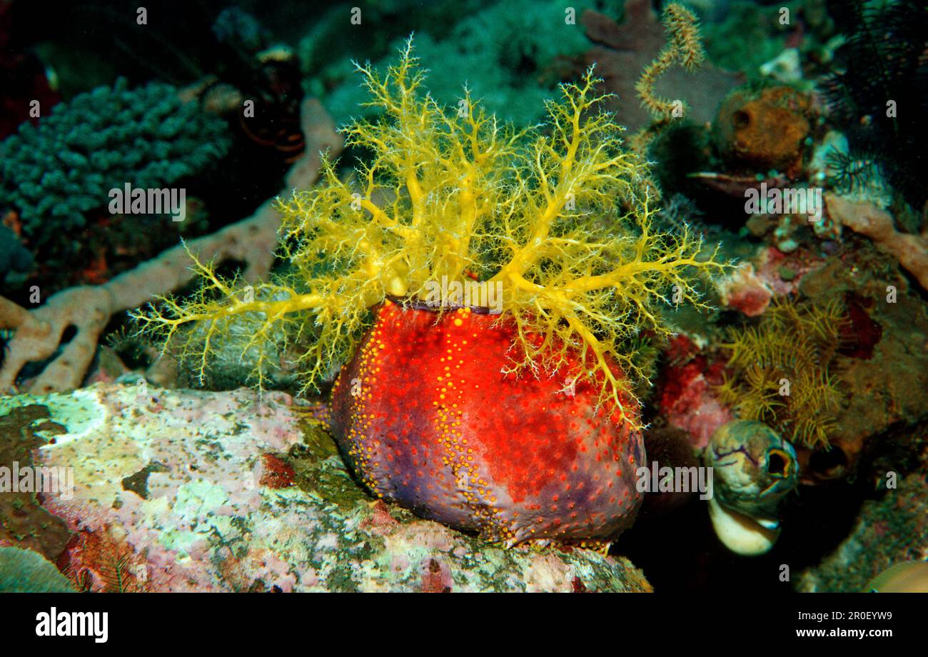 Sea cucumber, Holothuroidea, Indonesia, Komodo National Park, Indian ...
