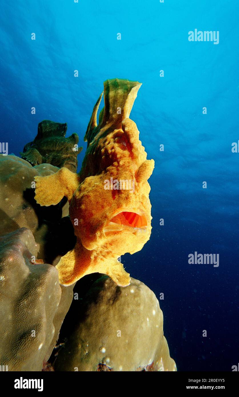 Yellow giant frogfish anglerfish hi-res stock photography and images ...