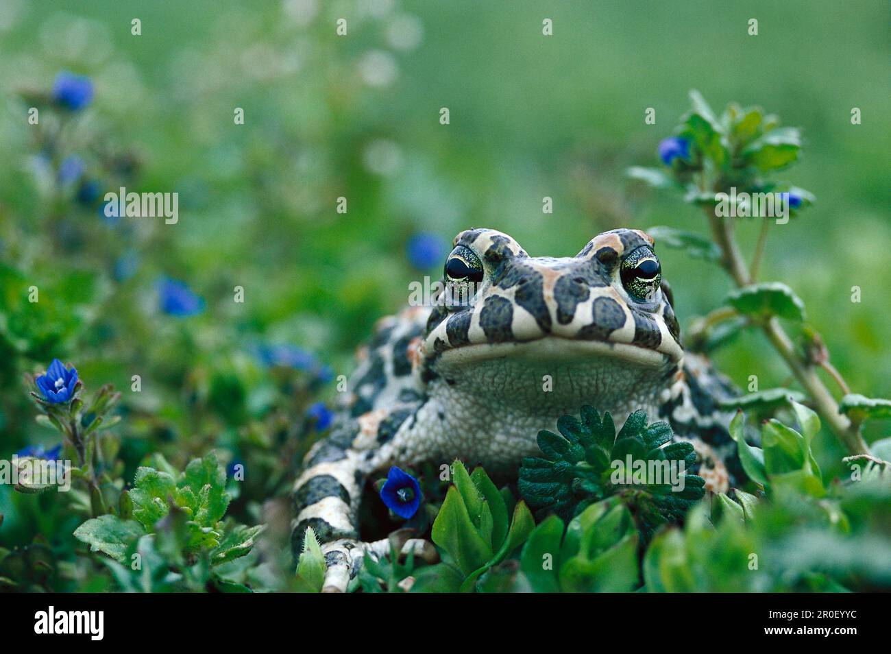 Frog points hi-res stock photography and images - Alamy