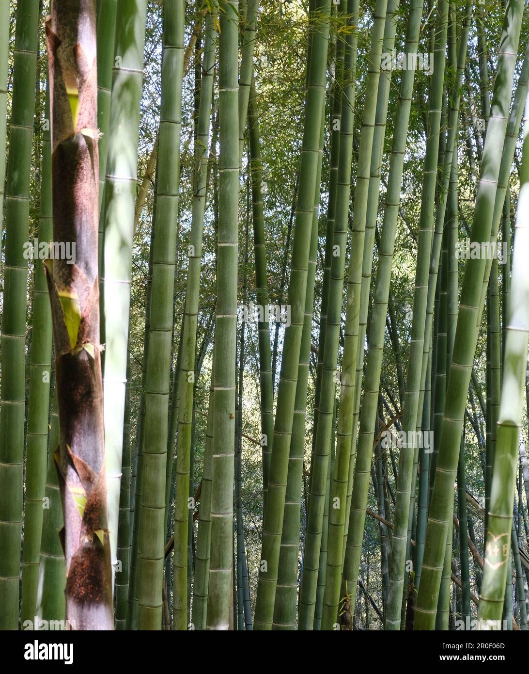 Bamboo plantations hi-res stock photography and images - Alamy