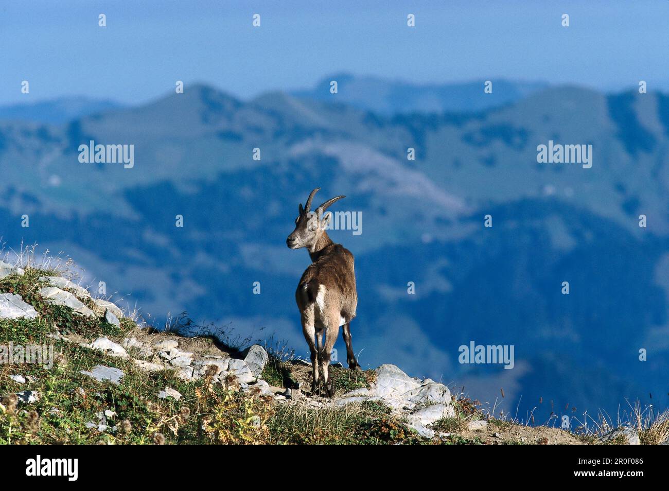 Alpine Ibex, Female, Swiss Alps Switzerland Stock Photo - Alamy
