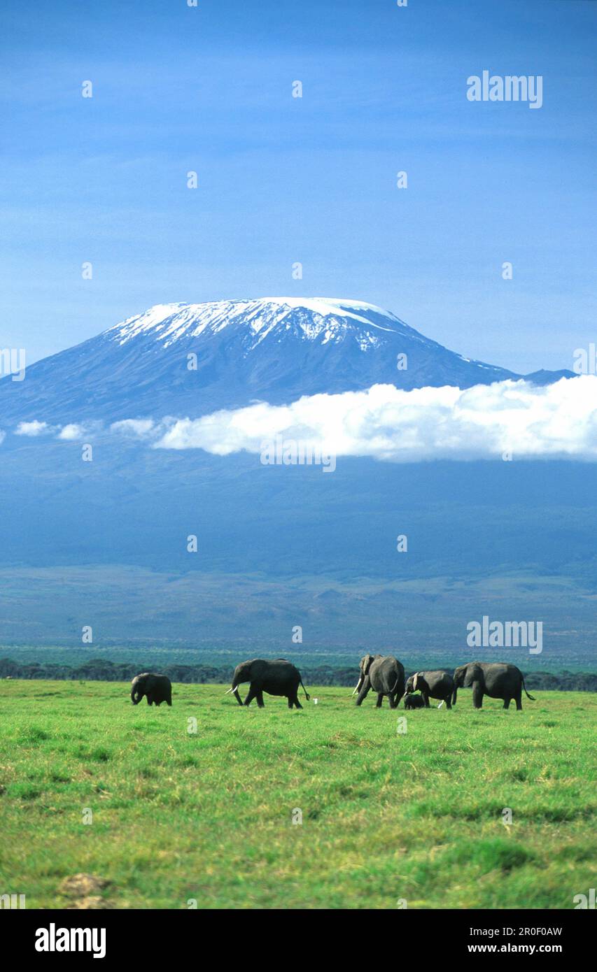 African elephants in front of Mount Kilimanjaro, Kenya, Africa Stock ...