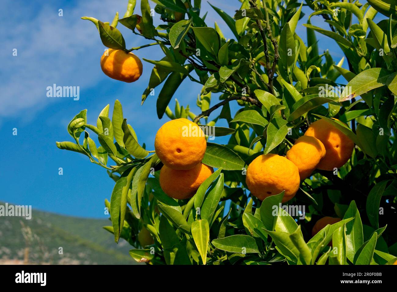 Tangerine citrus trees reticulata hi-res stock photography and images ...
