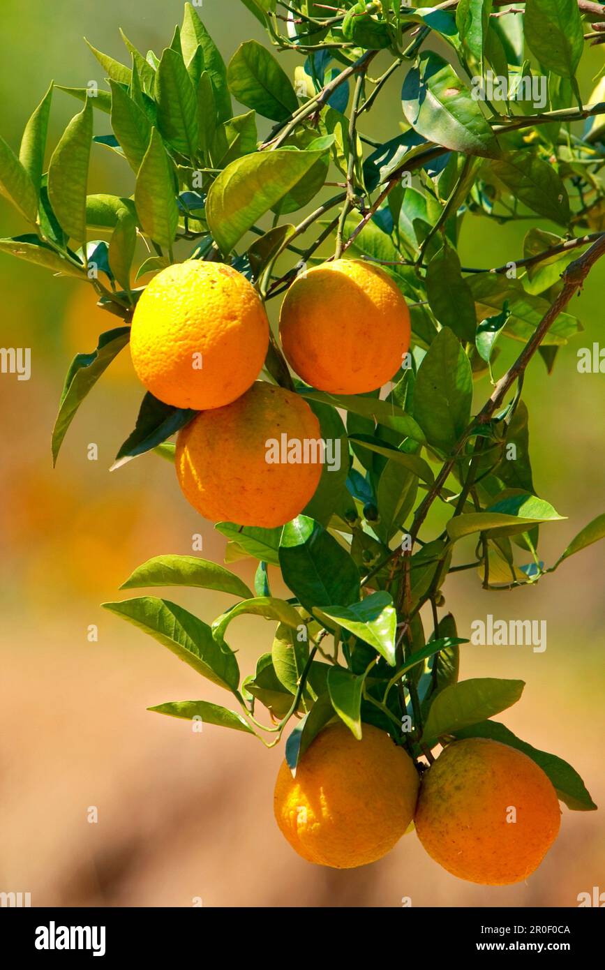 Orange tree with oranges, Peloponnes, Greece Stock Photo - Alamy