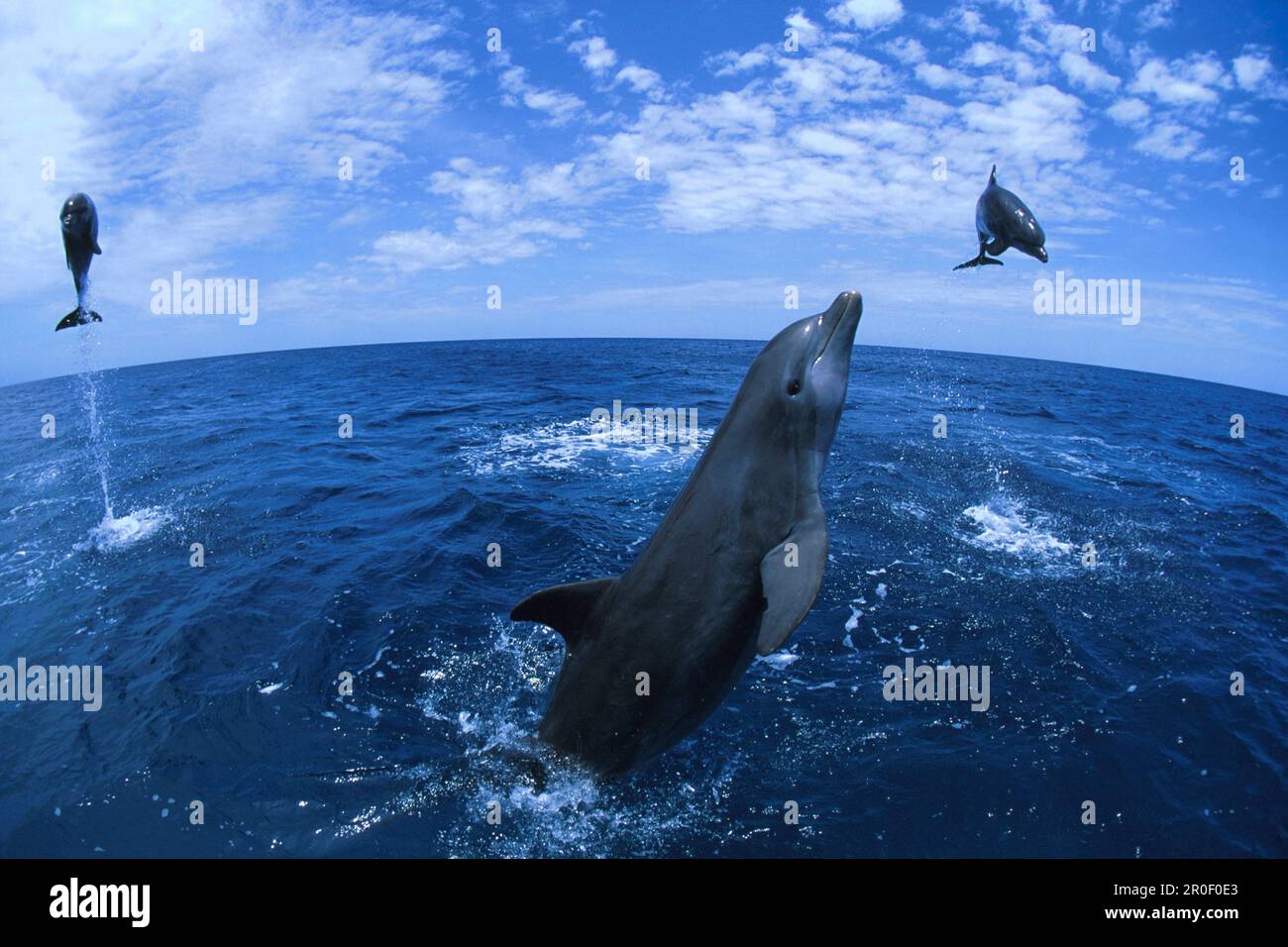 Three Dolphine, Bottlenose Dolphin, Islas de la Bahia, Hunduras ...