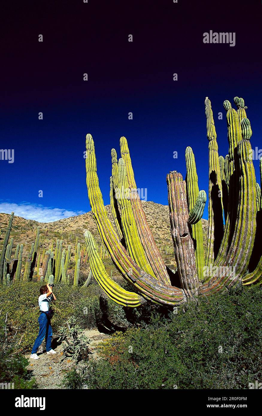 Woman taking a photograph of a giant cactus, Isla Catalan, Baja ...