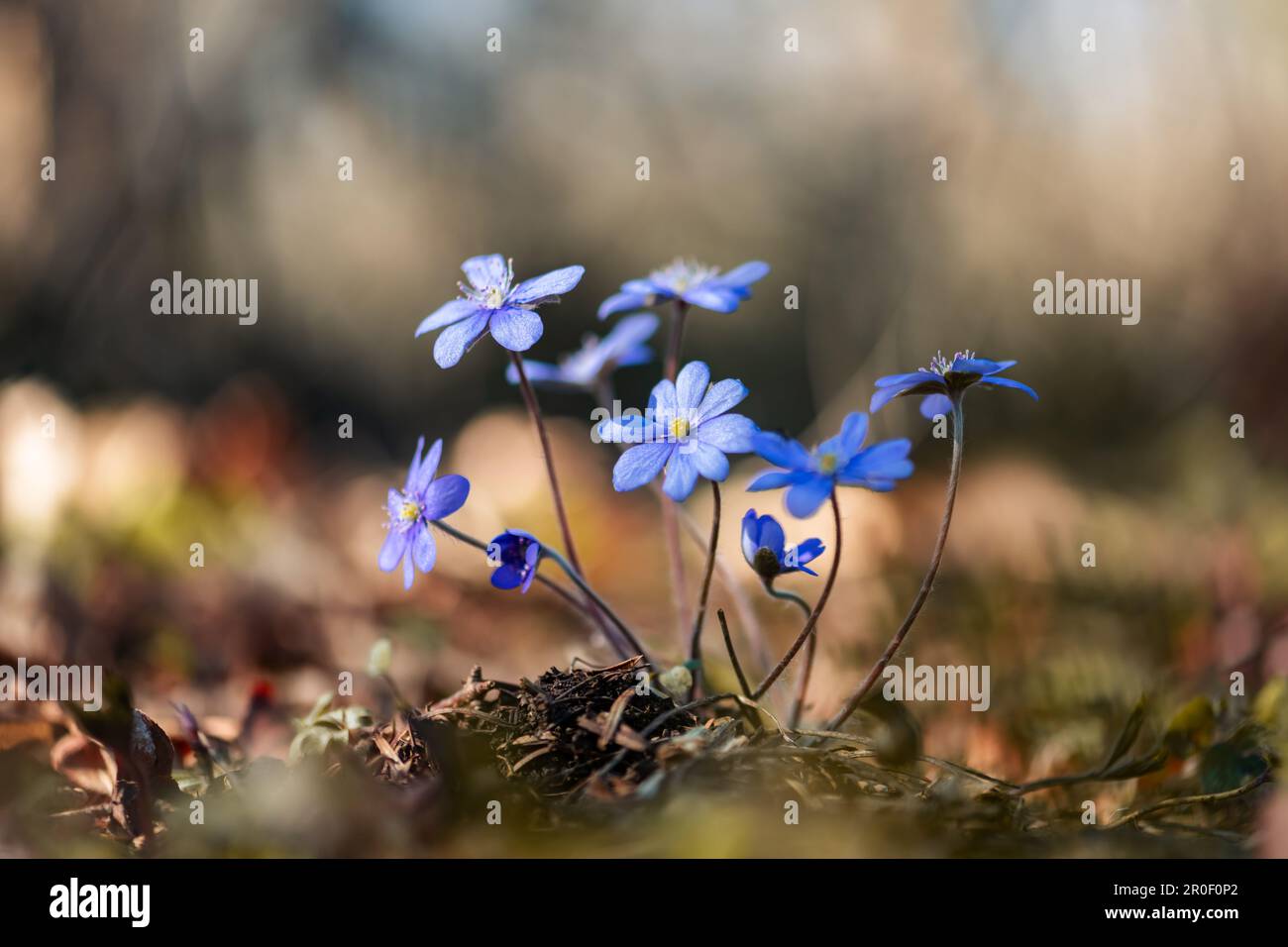 A first wildflowers of spring - violet-blue blooms set against a dark ...