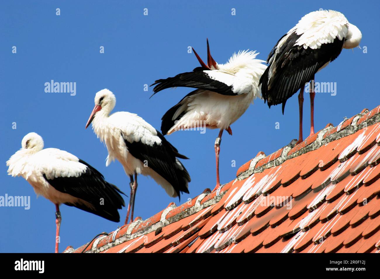 Storks on rooftop Stock Photo - Alamy