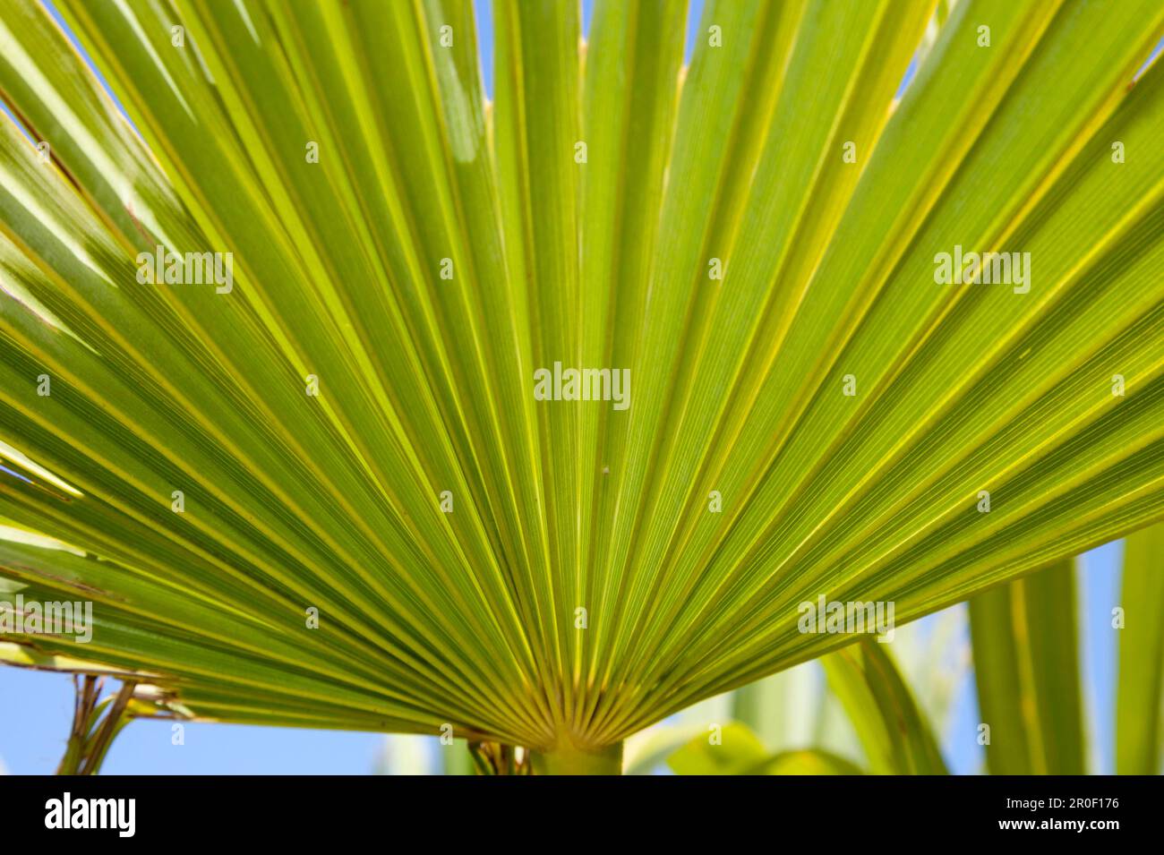 Chinese windmill palm (Trachycarpus fortunei Stock Photo - Alamy