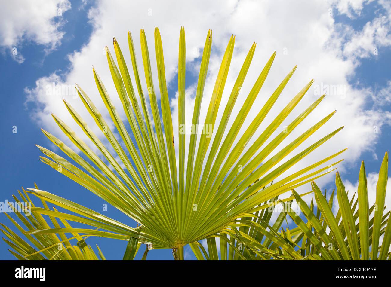 Trachycarpus leaf hi-res stock photography and images - Alamy