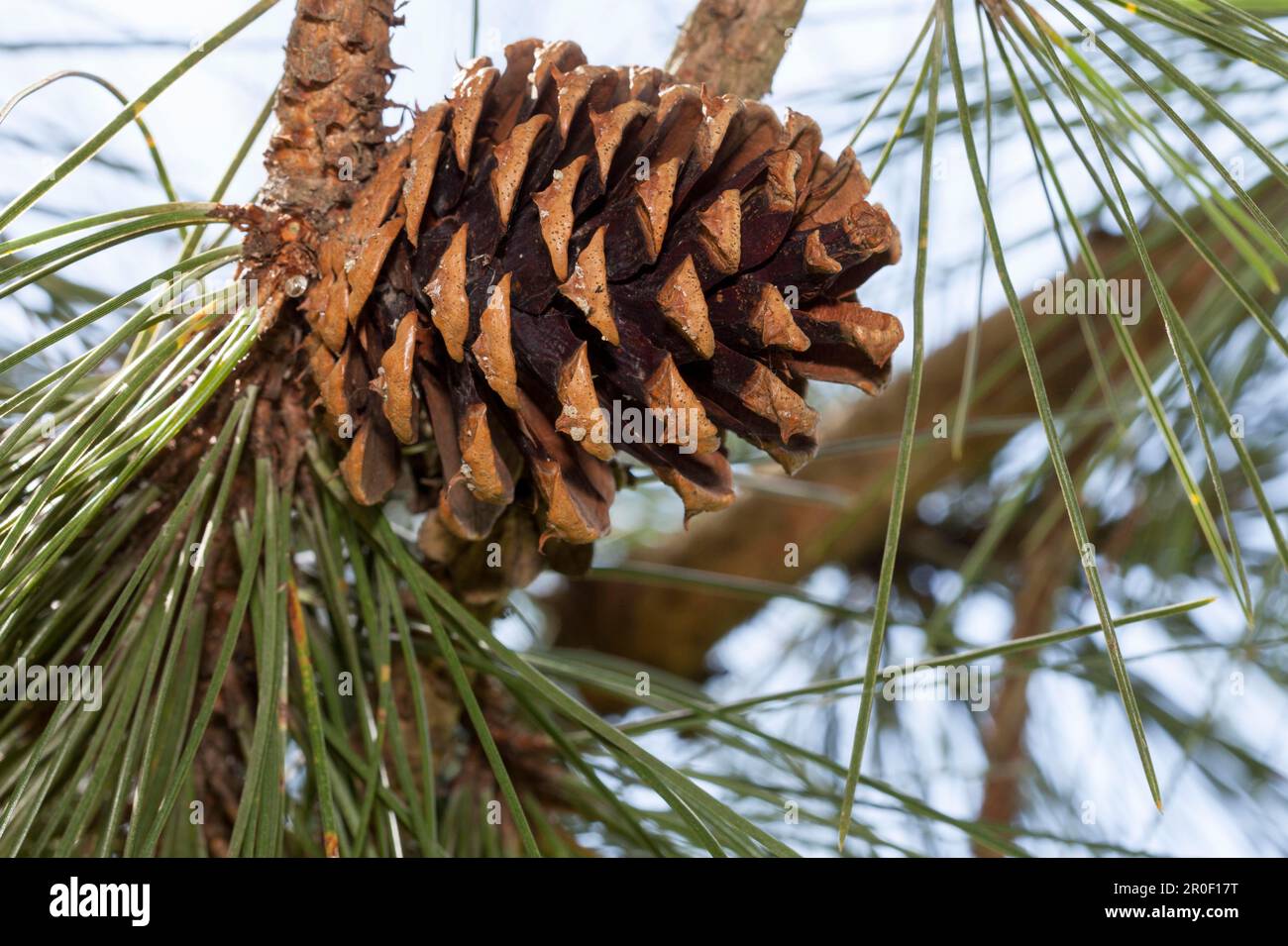 Cone, Ponderosa Pine (Pinus ponderosa Stock Photo - Alamy