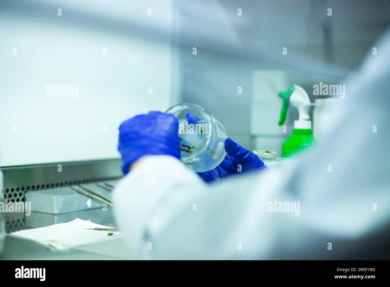 Plant tissue culture Stock Photo - Alamy
