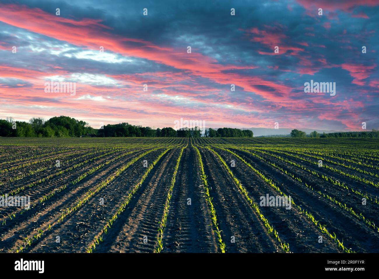 Green corn rows and waves of the agricultural fields of Ukraine ...