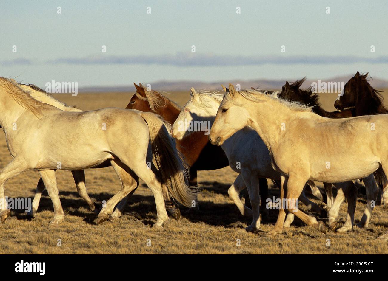 Wild horses in a vast landscape, El Calten, Patagonia, Argentina Stock ...