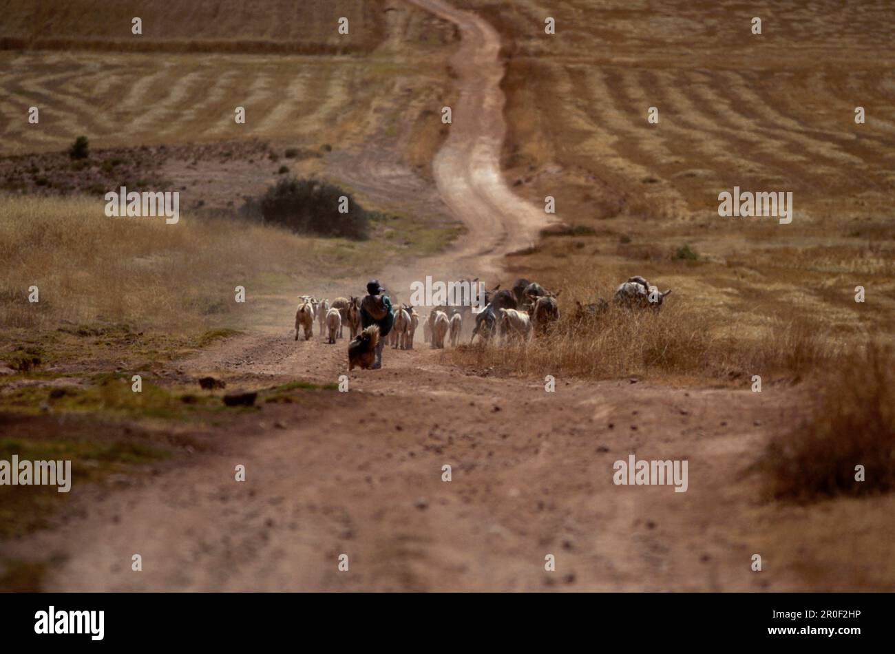 Shepherd with sheep and cattle, Urubamba Peru, South America, America ...