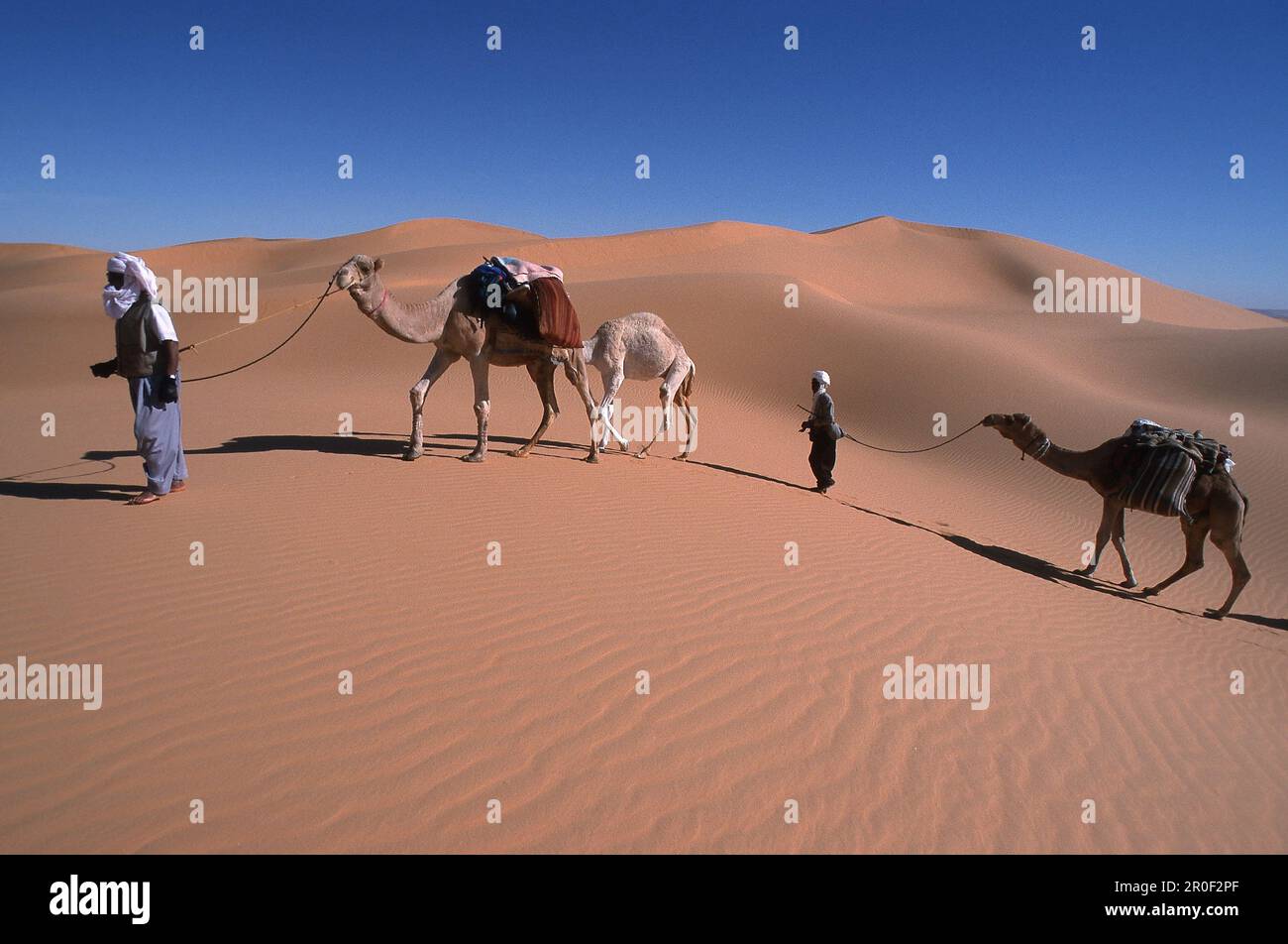 Camel driver with camels, Algerien, algerische Sahara, Grand Erg ...