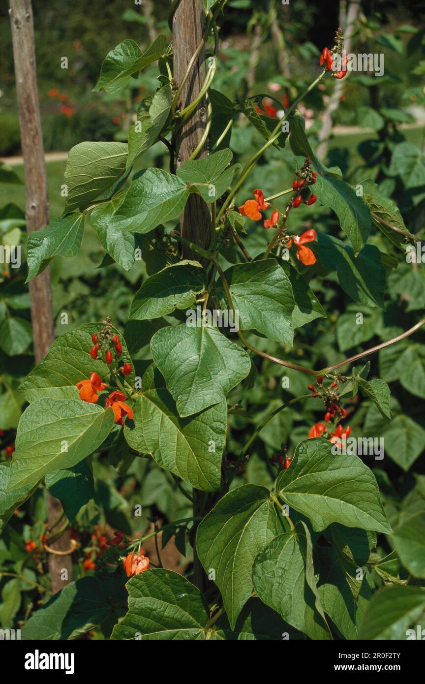 Runner bean phaseolus coccineus hi-res stock photography and images - Alamy