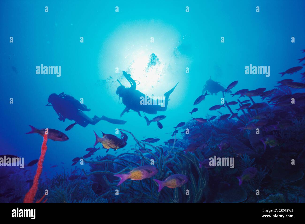 Two divers, Underwater picture, Caribbean Stock Photo - Alamy