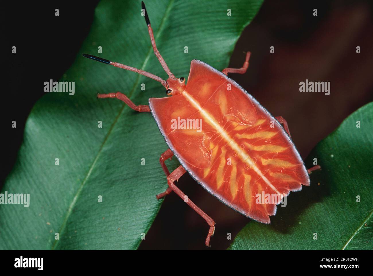 Shield bug, Pycanum spec., Borneo, Indonesia, Asia Stock Photo - Alamy