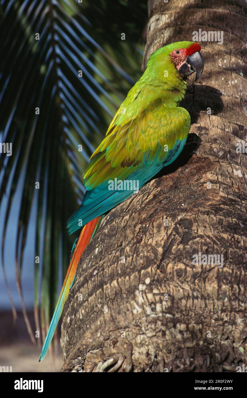 Great Green Macaw, Ara ambiguus, Buffon's Macaw, Central America Stock ...