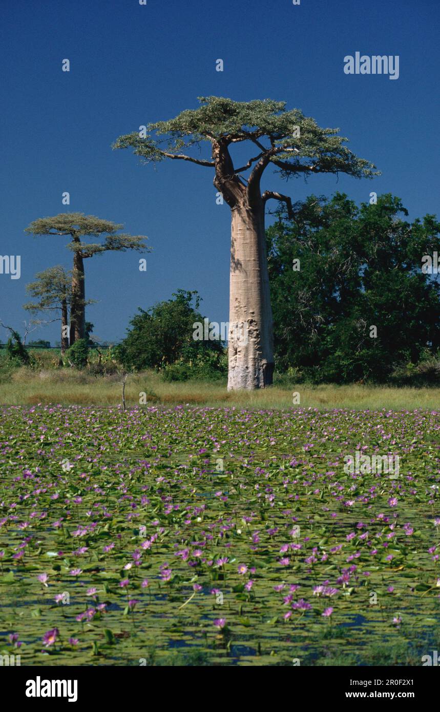 Baobab madagascar flower hi-res stock photography and images - Alamy