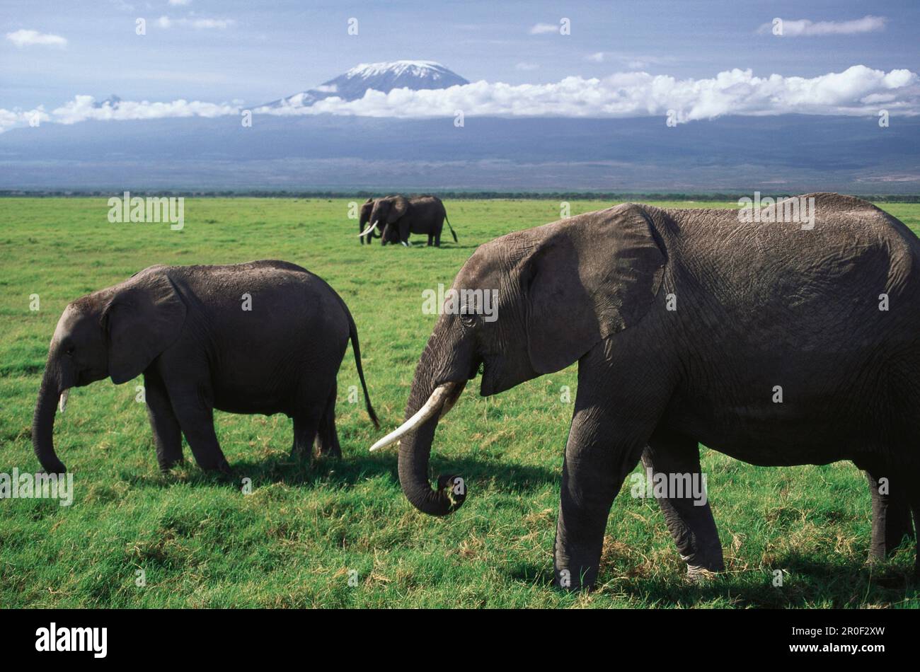 Elephants in front of Mount Kilimanjaro, Amboseli National park, Kenya ...