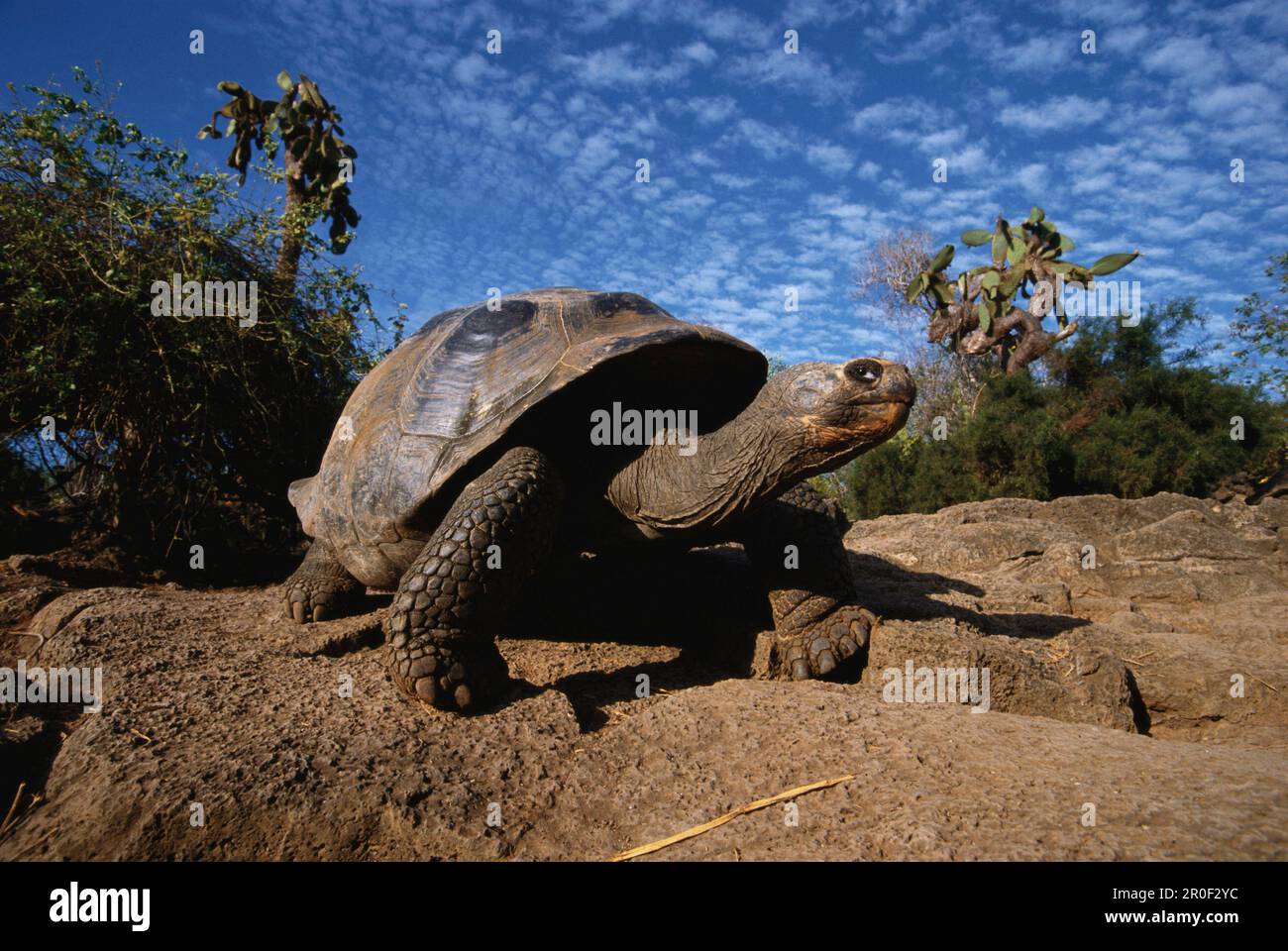 Galapagos giant tortoise, Elephant Tortoise, Galapagos Islands, Ecuador ...