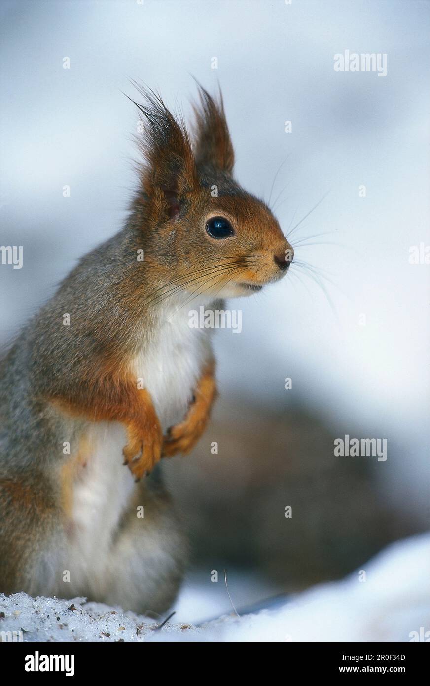 Red Squirrel, Sciurus vulgaris, Sweden Stock Photo - Alamy