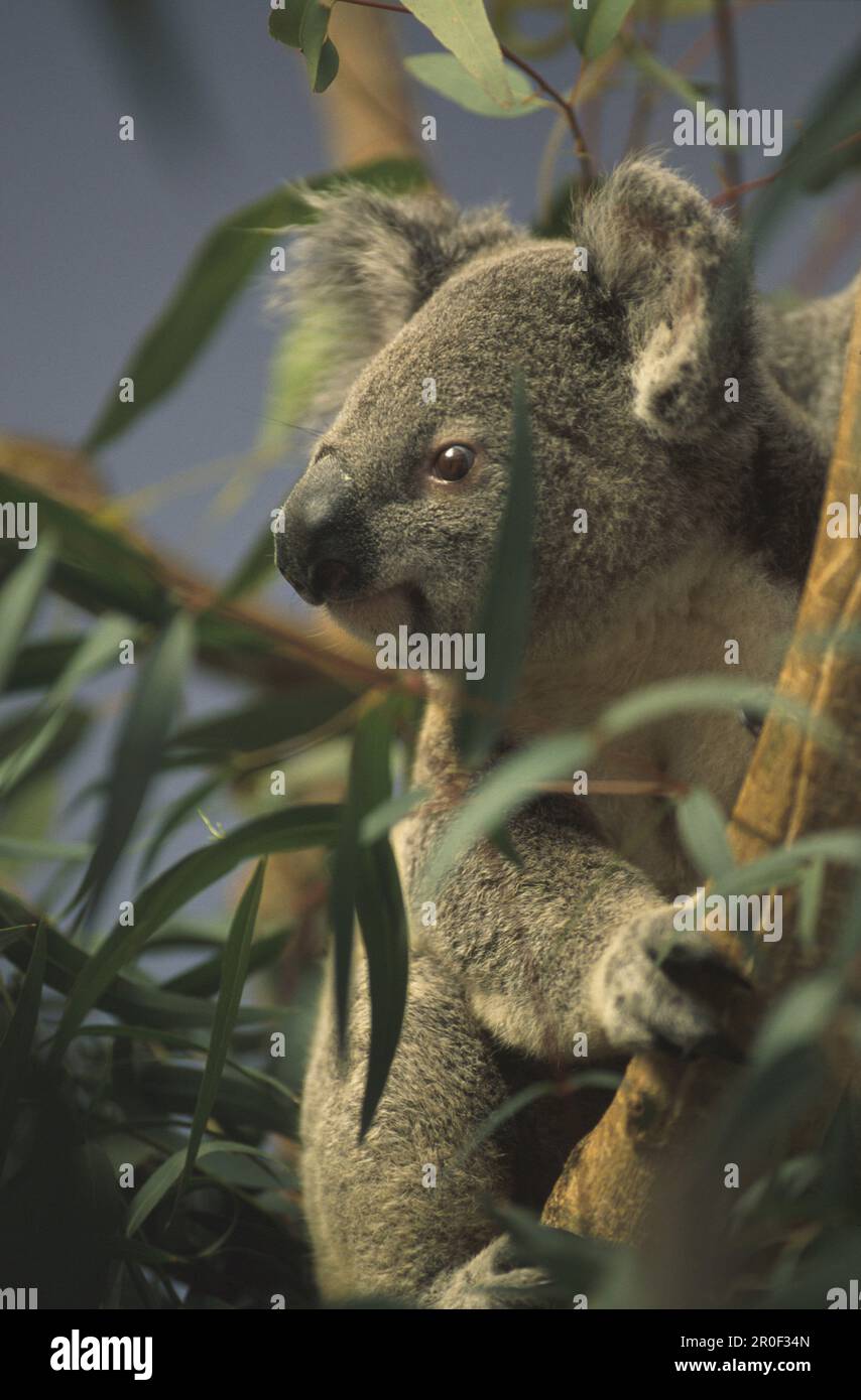 Koala in australien hi-res stock photography and images - Alamy
