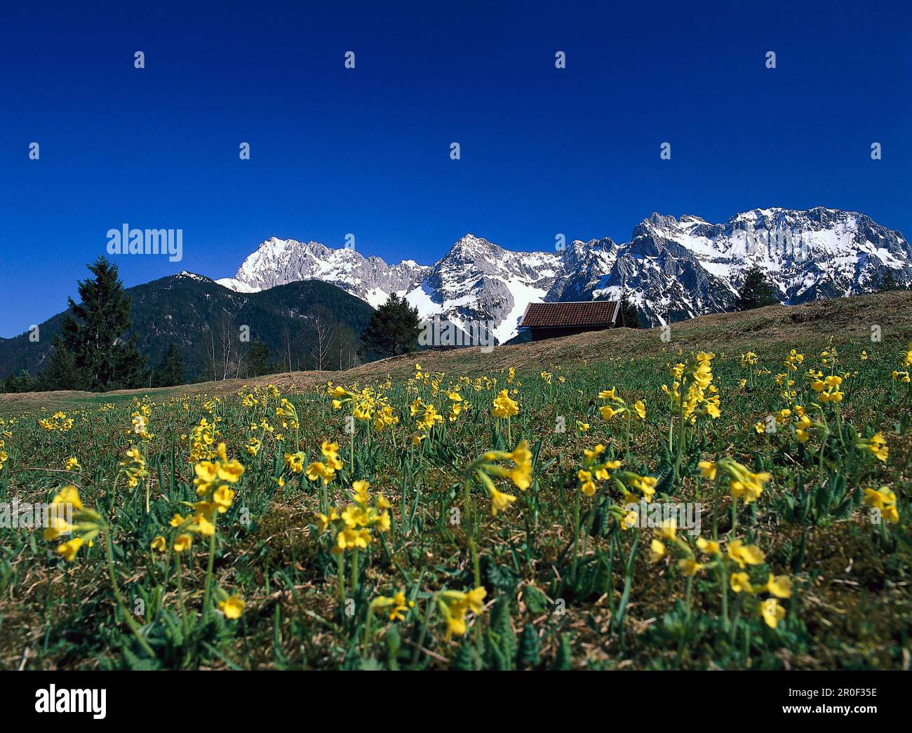 Flower field with wild primroses and the Karwendel mountain in the ...