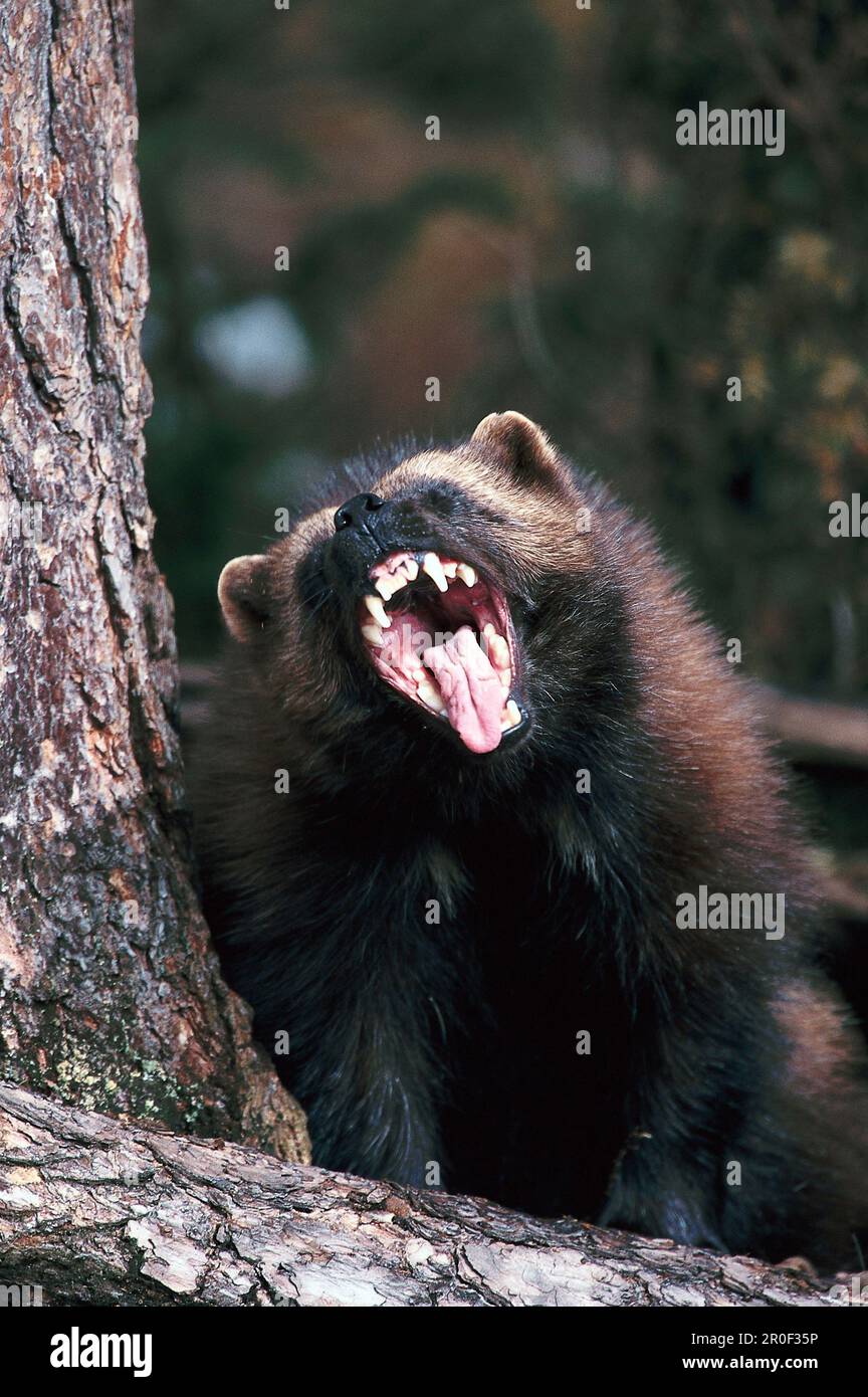 Wolverine with open mouth, Gulo gulo, Sweden Stock Photo - Alamy