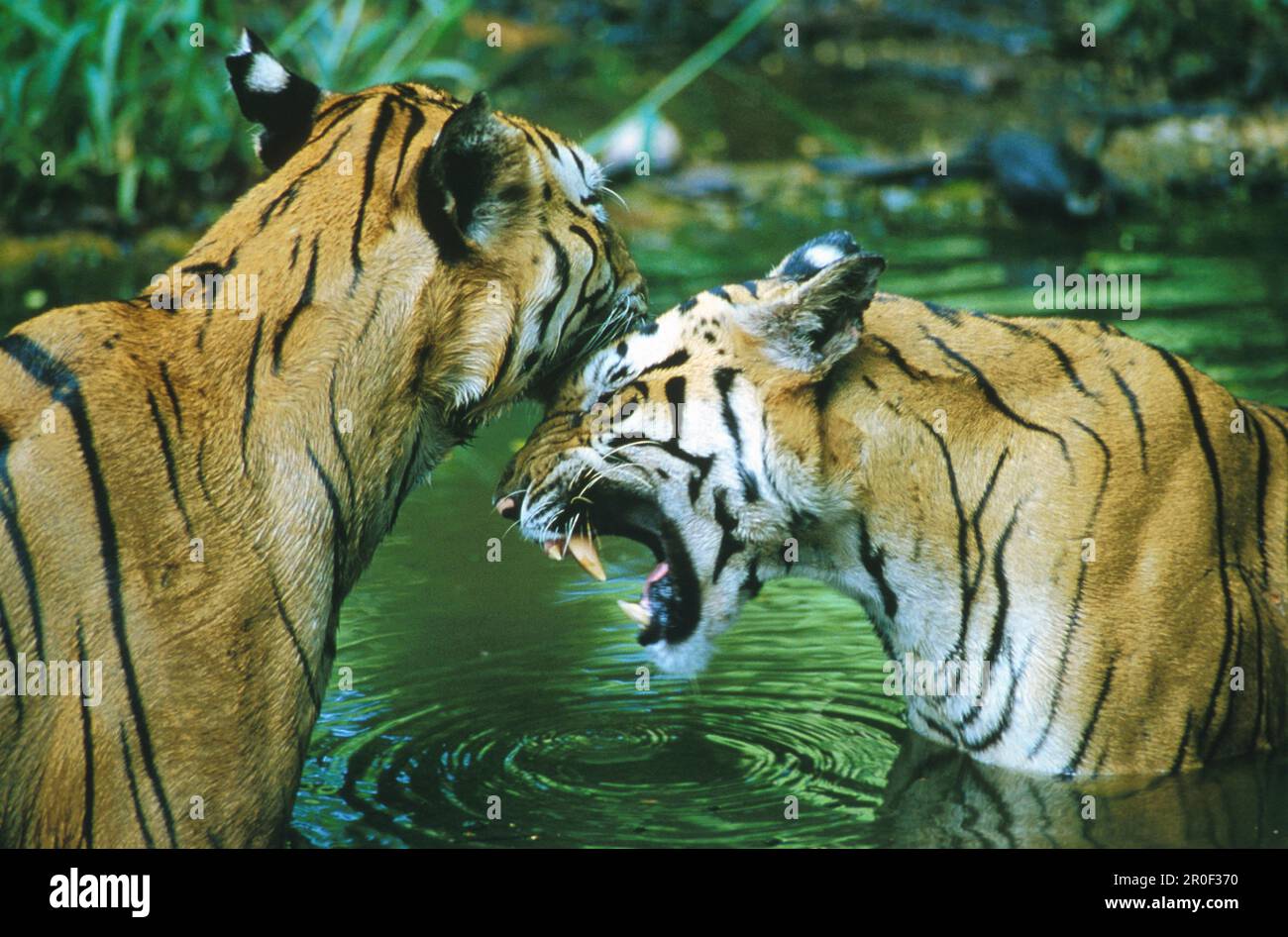 Two Royal Bengal tigers in the water, Panthera tigris tigris, India ...
