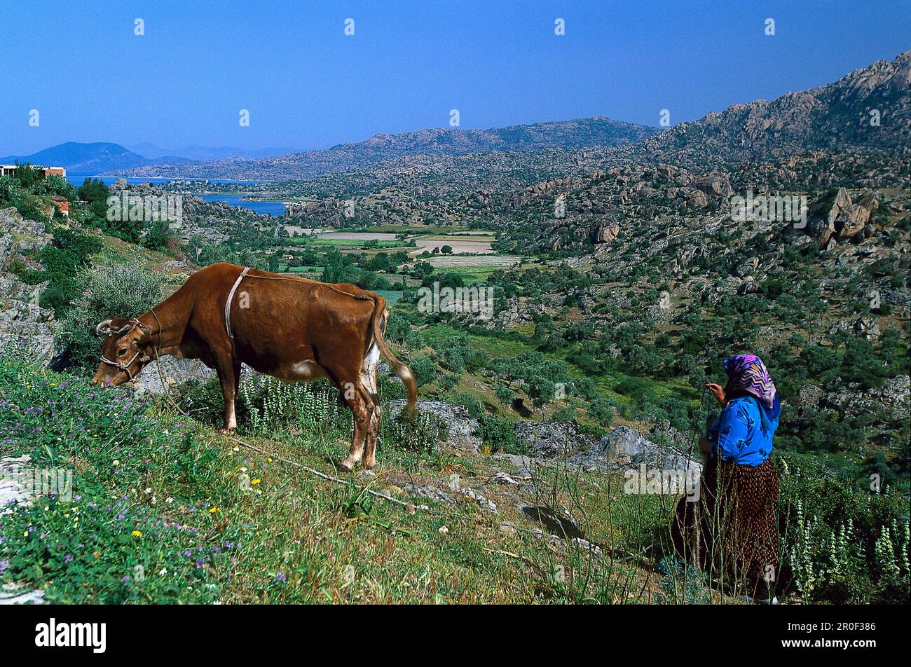Old woman walking cow mountains hi-res stock photography and images - Alamy