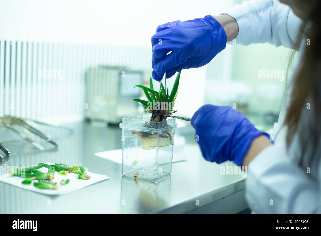 Callus tissue culture hi-res stock photography and images - Alamy