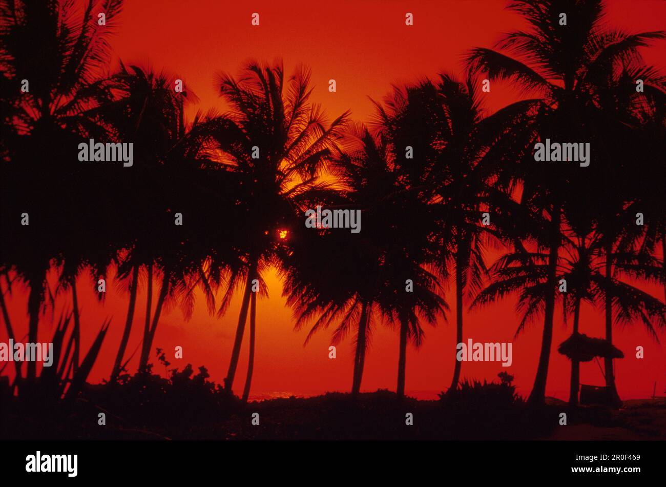 Palm beach at sunset, Cabarete, Dominican Republic, Caribbean, America ...