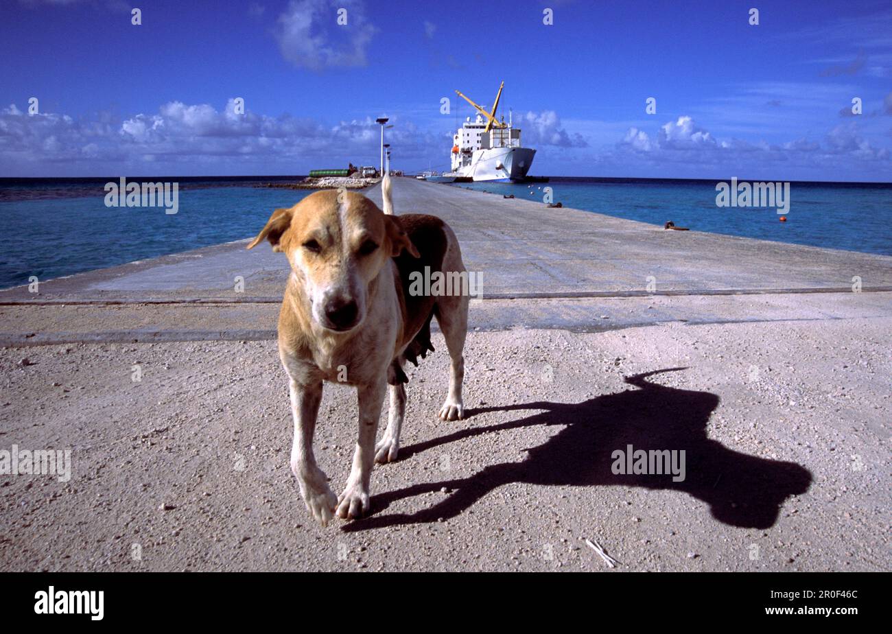 Dog walking over a pier, Makemo, Tuamotu, French Polynesia Stock Photo ...