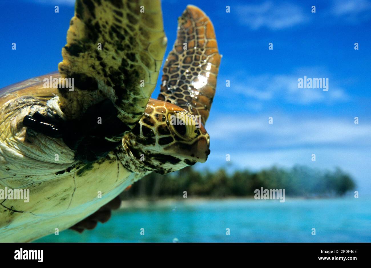 Sea Turtle looking at the camera, Rangiroa, Tuamotu, French Polynesia ...