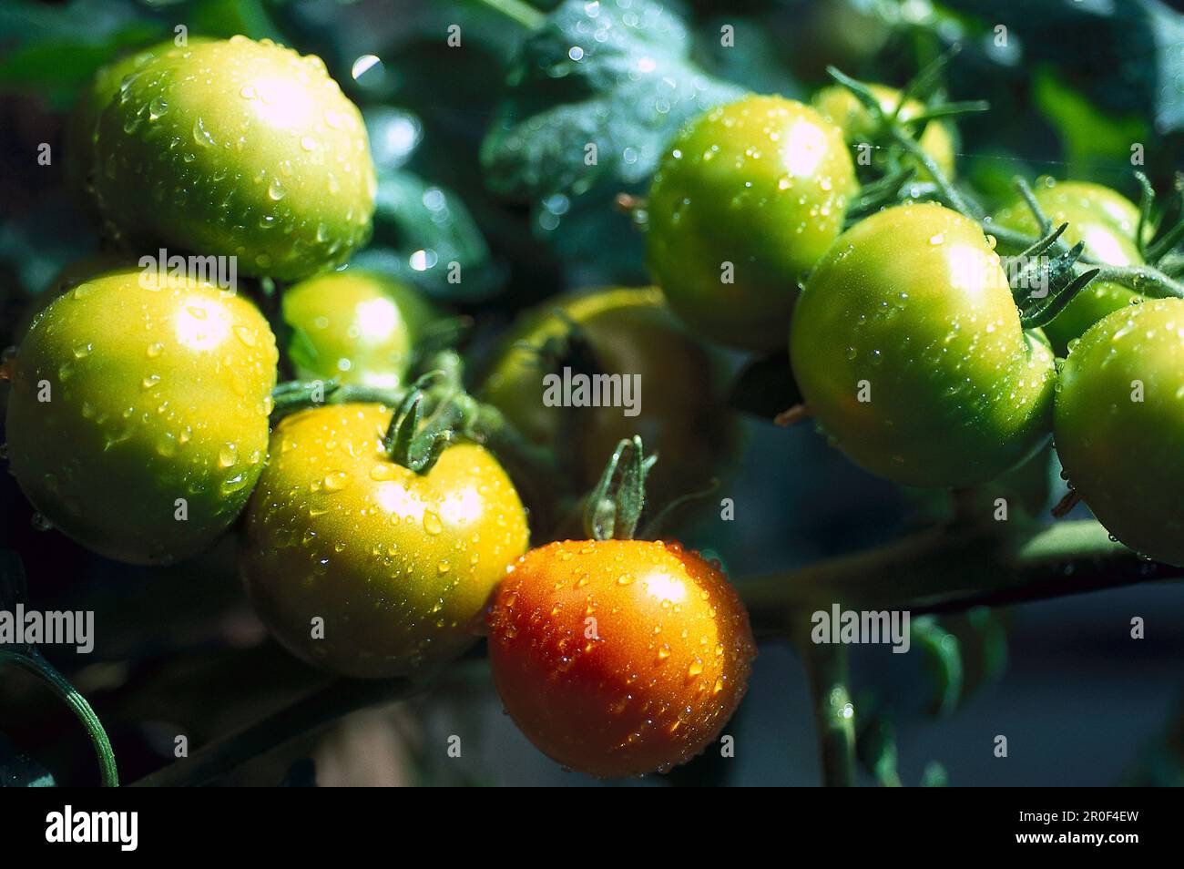 Strauchtomate hi-res stock photography and images - Alamy