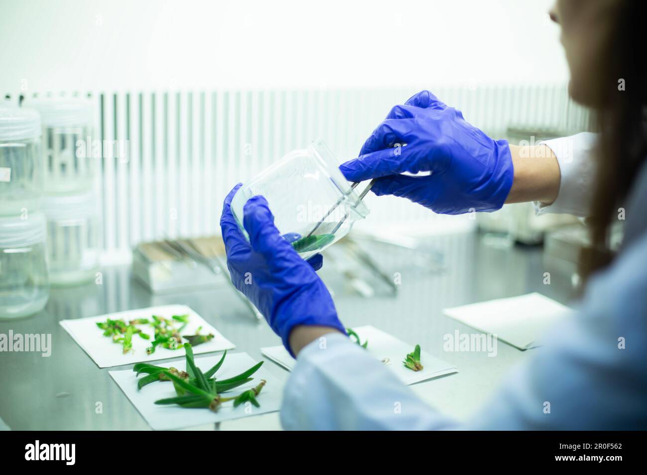 Plant Tissue Culture Technician Job Description at Elijah Rubin blog