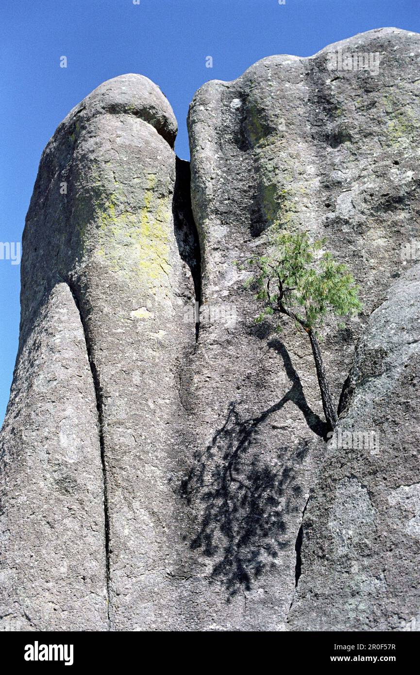 Tree growing on a rock face, Monk's valley, Creel, Chihuahua, Mexico ...