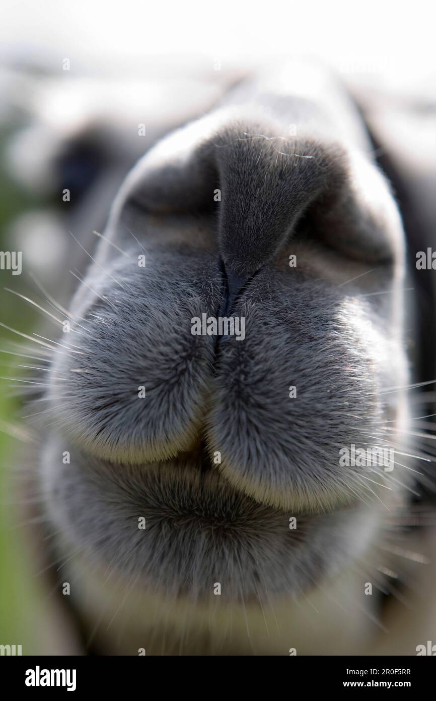 Mouth nose lama hi-res stock photography and images - Alamy