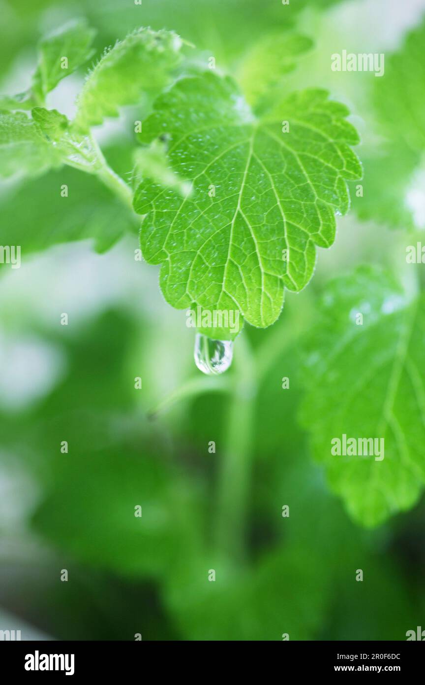 Leaf with water drop Stock Photo - Alamy