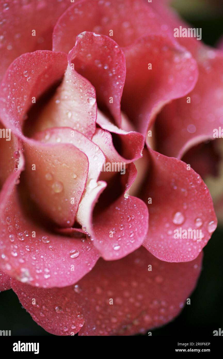 Rose with waterdrops Stock Photo - Alamy