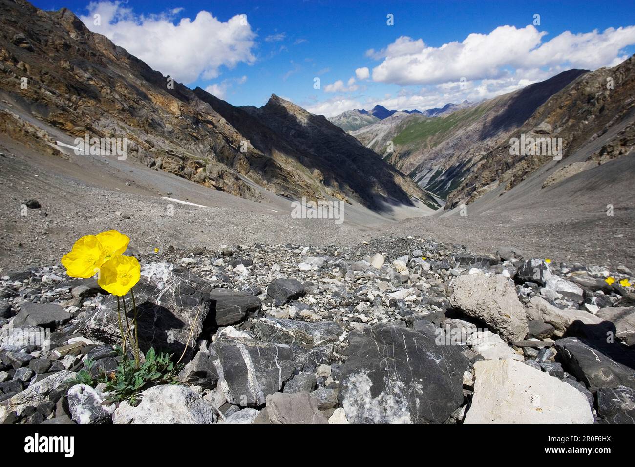 Yellow flower growing on a scree, Papaver rhaeticum or Papaver ...