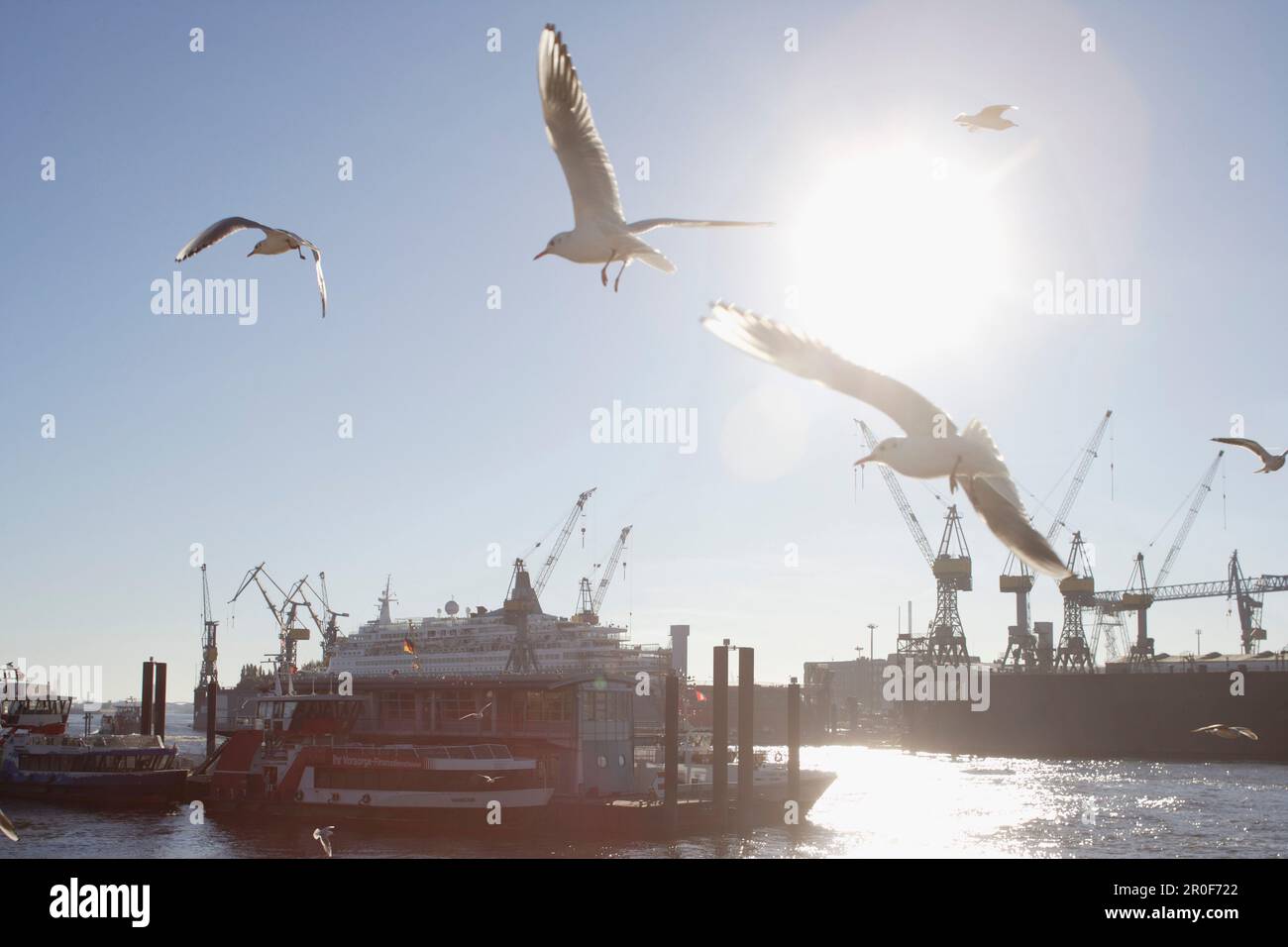 Back lit seagulls flying sun hi-res stock photography and images - Alamy