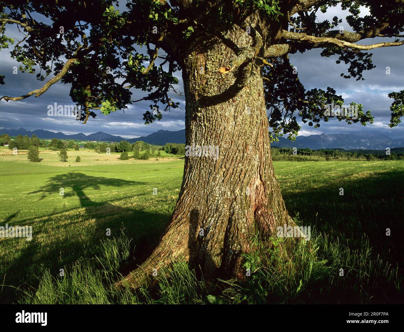 Oak tree in meadow, Upper Bavaria, Germany Stock Photo - Alamy
