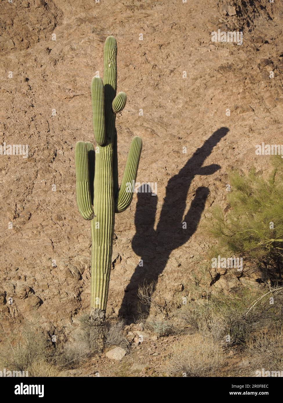 SAGUARO CACTUS ON CAMELBACK MOUNTAIN WITH VIEW AND VISTA FROM TRAIL ...