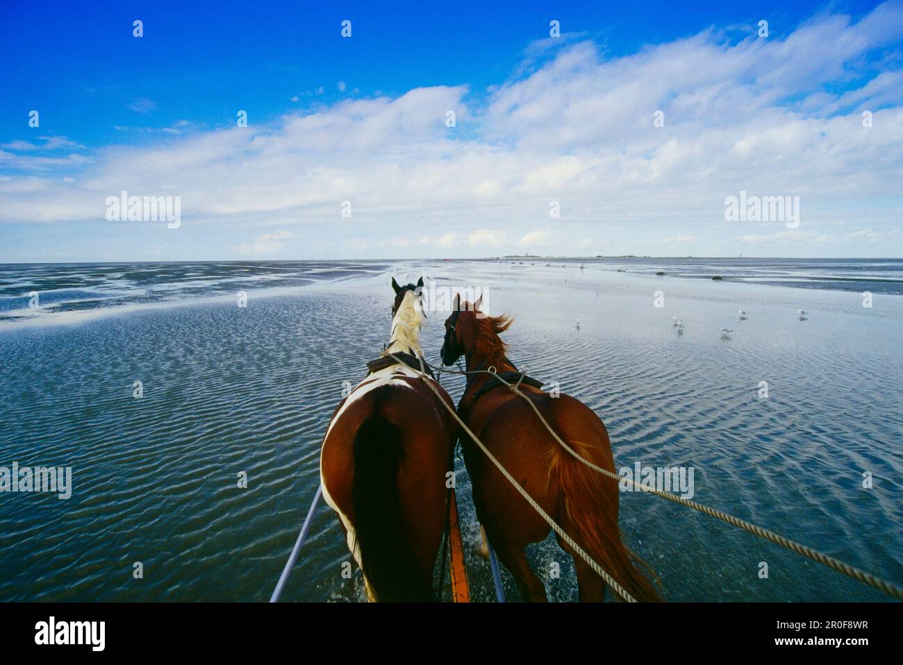Horse-drawn carriage ride to the Island Neuwerk, National Park ...
